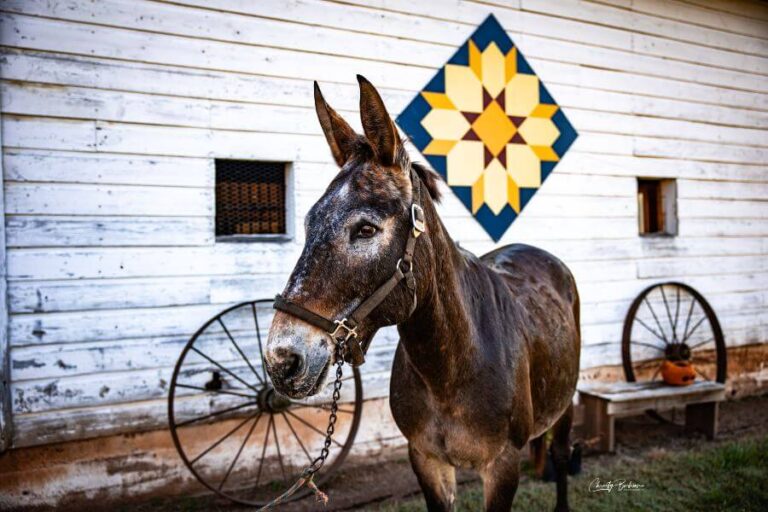 Hall of Hooves | Mission Mules