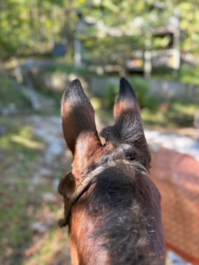 Mule Facts | Mission Mules — Learn About Our Sure-Footed Helpers