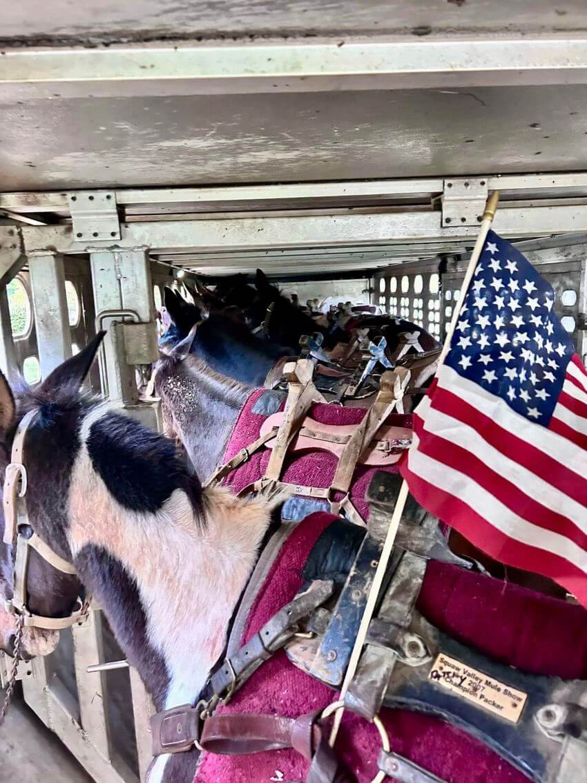Volunteer With Us - Mission Mules
