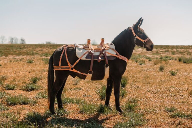 Meet the Mules | Mission Mules Pack Team & Adopt-A-Mule Program