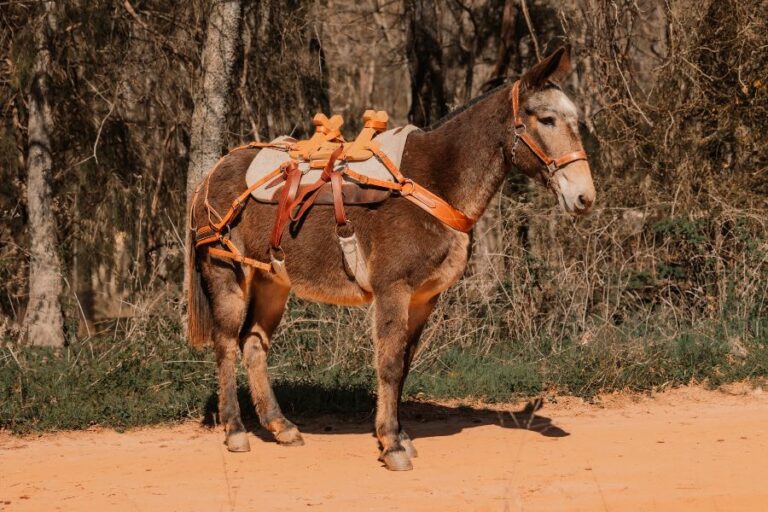 Meet the Mules | Mission Mules Pack Team & Adopt-A-Mule Program