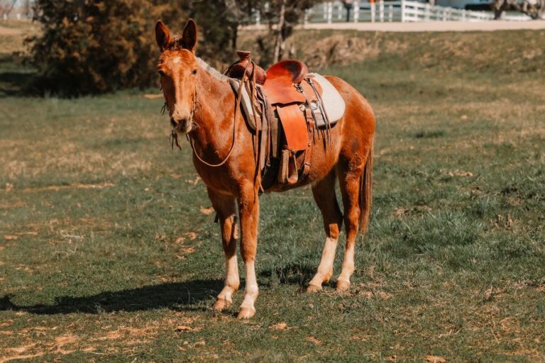 Meet the Mules | Mission Mules Pack Team & Adopt-A-Mule Program