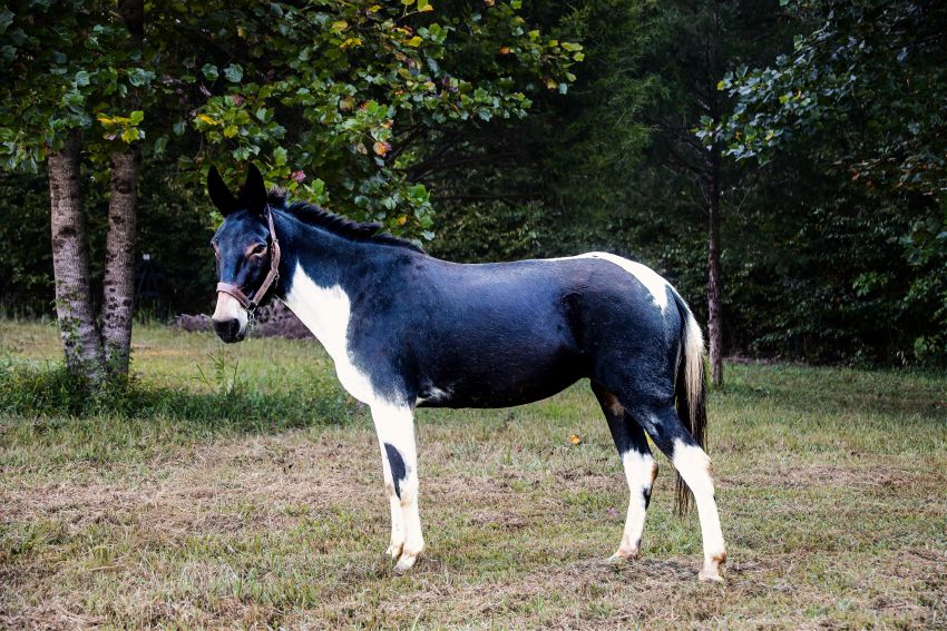 Meet the Mules | Mission Mules Pack Team & Adopt-A-Mule Program